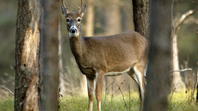 Additional Delaware Hunting Seasons Opening In October DelmarvaLife additional-delaware-hunting-seasons-opening-in-october-delmarvalife